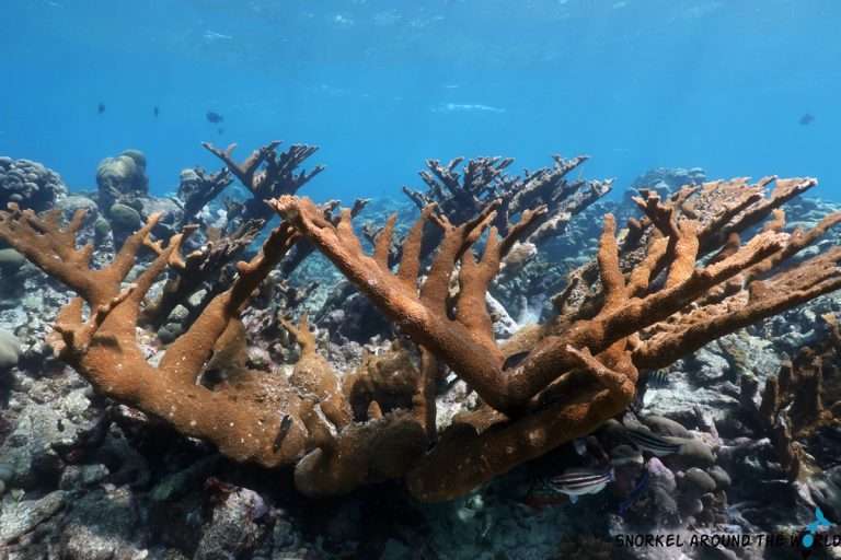 11 Best Spots With Rich Sea Life - Aruba Snorkeling Guide