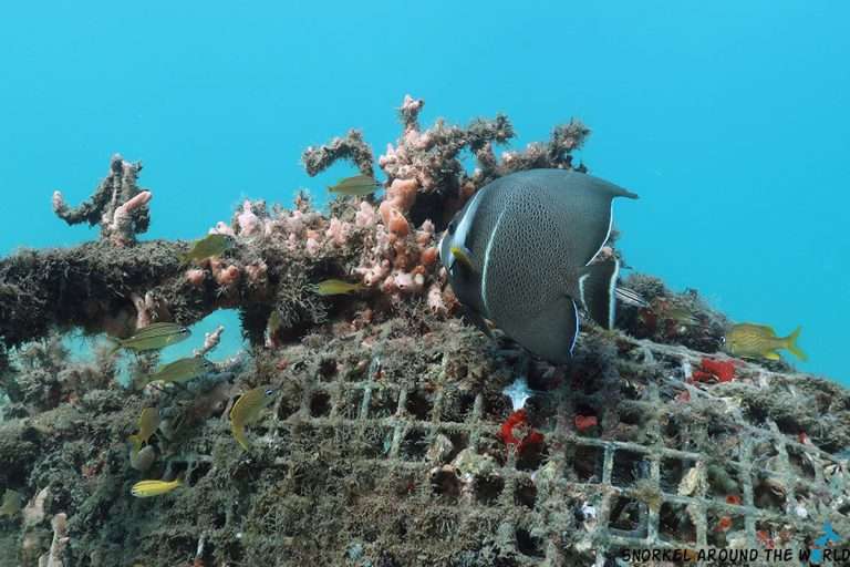 Florida Reef Fish Identification With Names & Photos