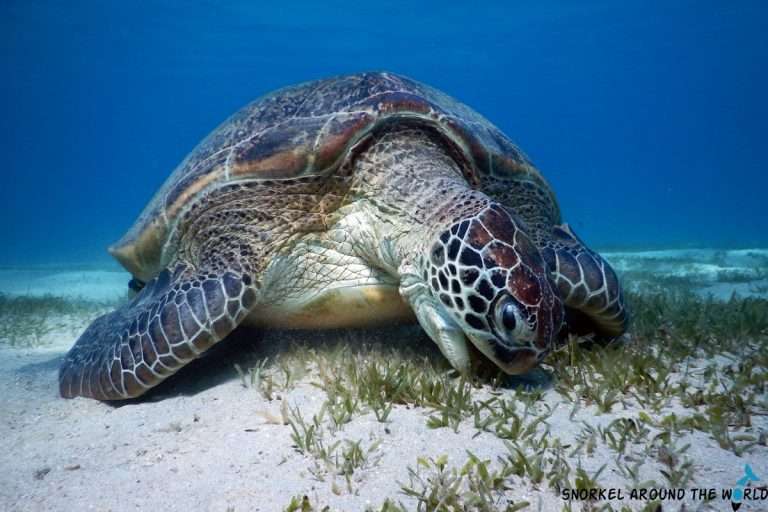 Red Sea Turtles - What Turtle Species Live In The Red Sea
