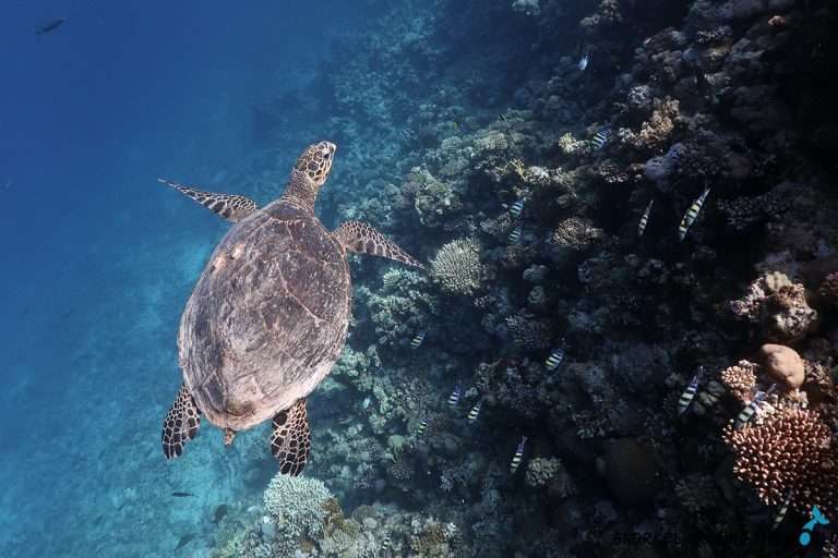 Red Sea Turtles - What Turtle Species Live In The Red Sea