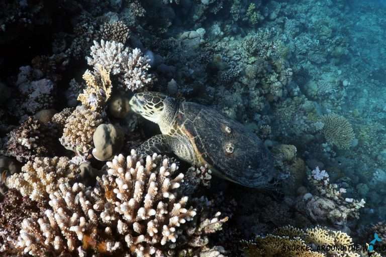 Red Sea Turtles - What Turtle Species Live In The Red Sea