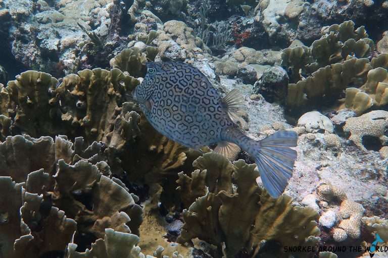 Florida Reef Fish Identification With Names & Photos
