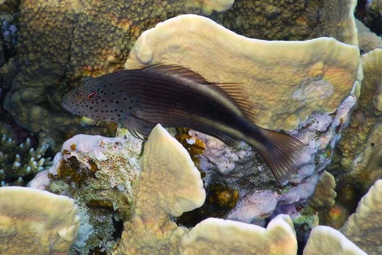 12 Hawaiian Fish Names And Pictures You See While Snorkeling