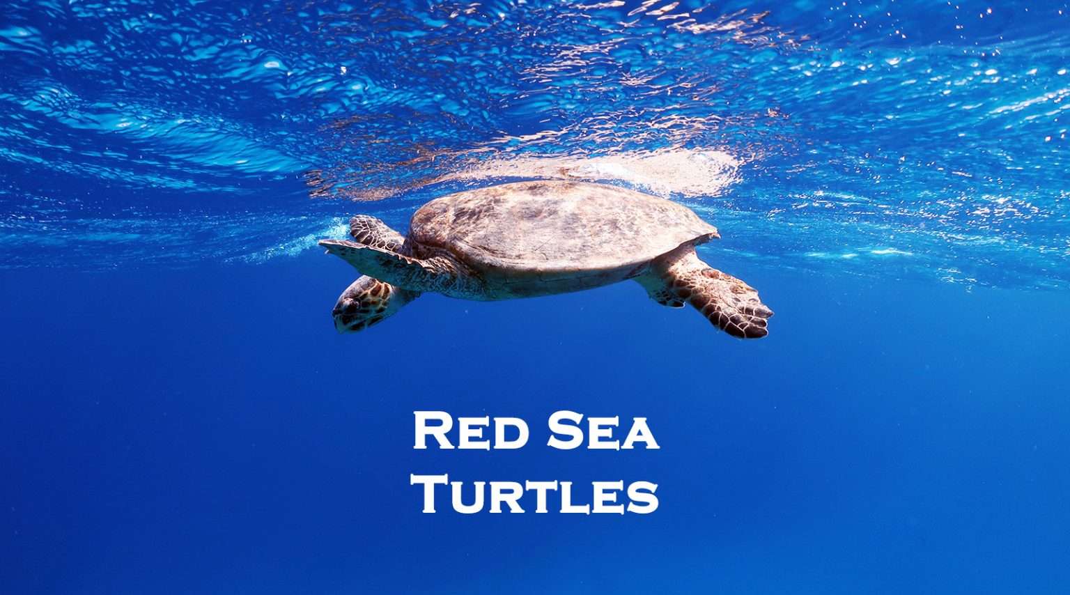 Red Sea Fish Guide With Photos - Most Common Species To See