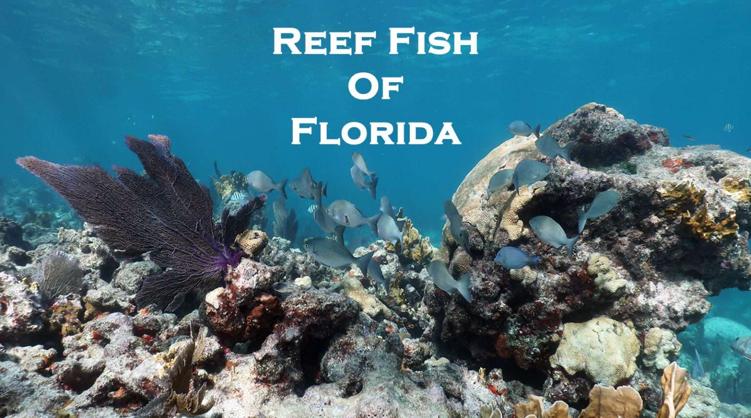 Red Sea Fish Guide With Photos - Most Common Species To See