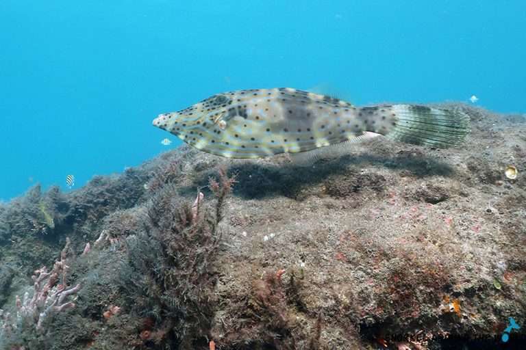 Florida Reef Fish Identification With Names & Photos