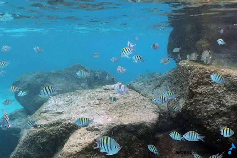 Florida Reef Fish Identification With Names & Photos