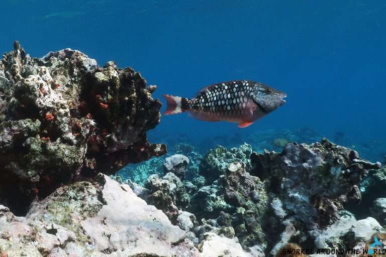 Florida Reef Fish Identification With Names & Photos