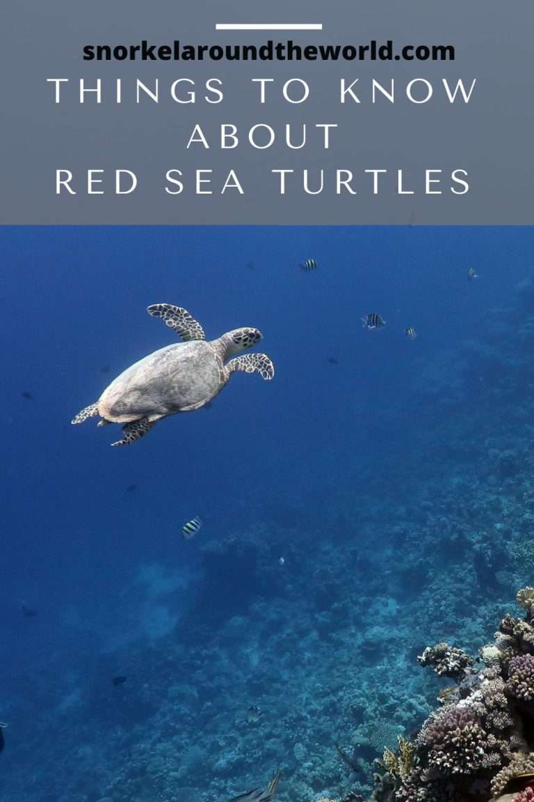 Red Sea Turtles - What Turtle Species Live In The Red Sea