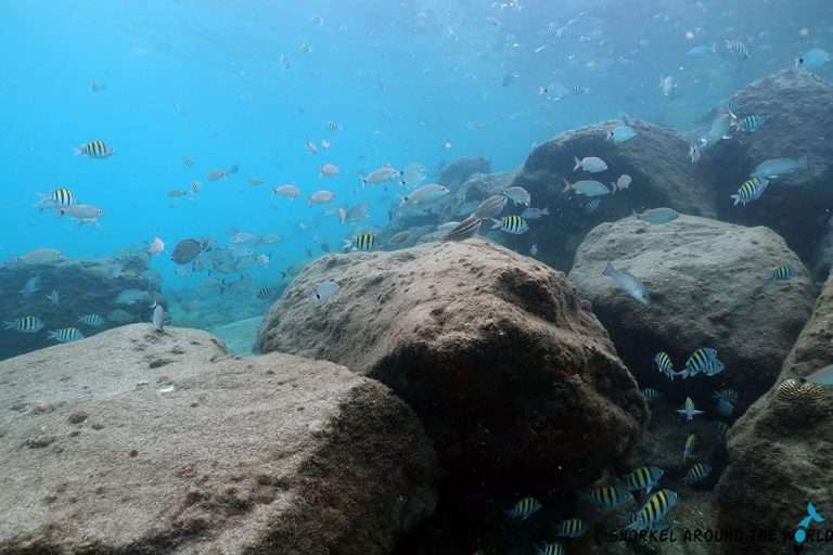 Complete Guide To Snorkeling In Miami Florida