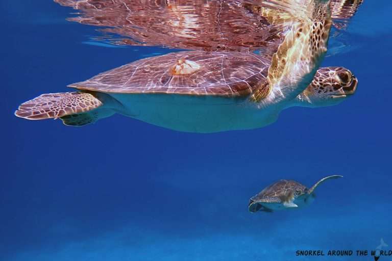 Where To Swim With Turtles In Cyprus? - Best 3 Spots