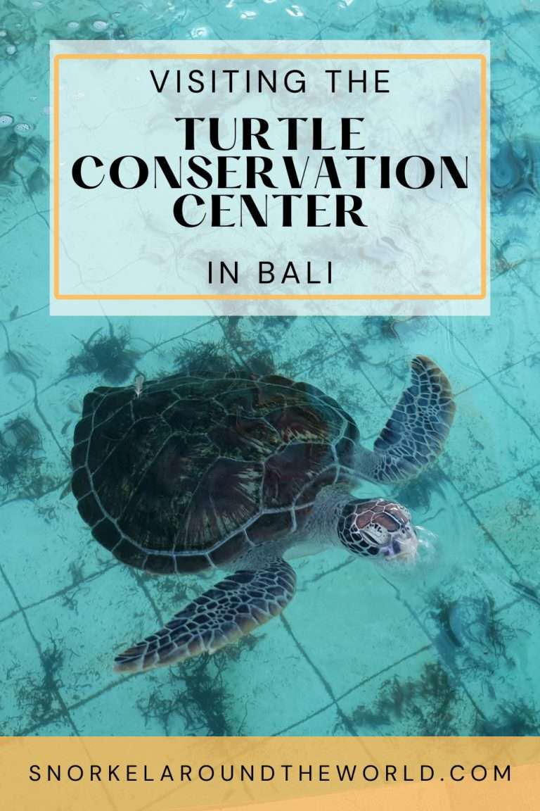 Turtle Conservation Bali Serangan - Adopt and save sea turtles!