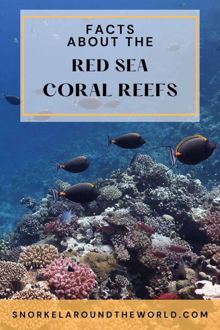 Red Sea Coral Reef Facts – Interesting Things To Know