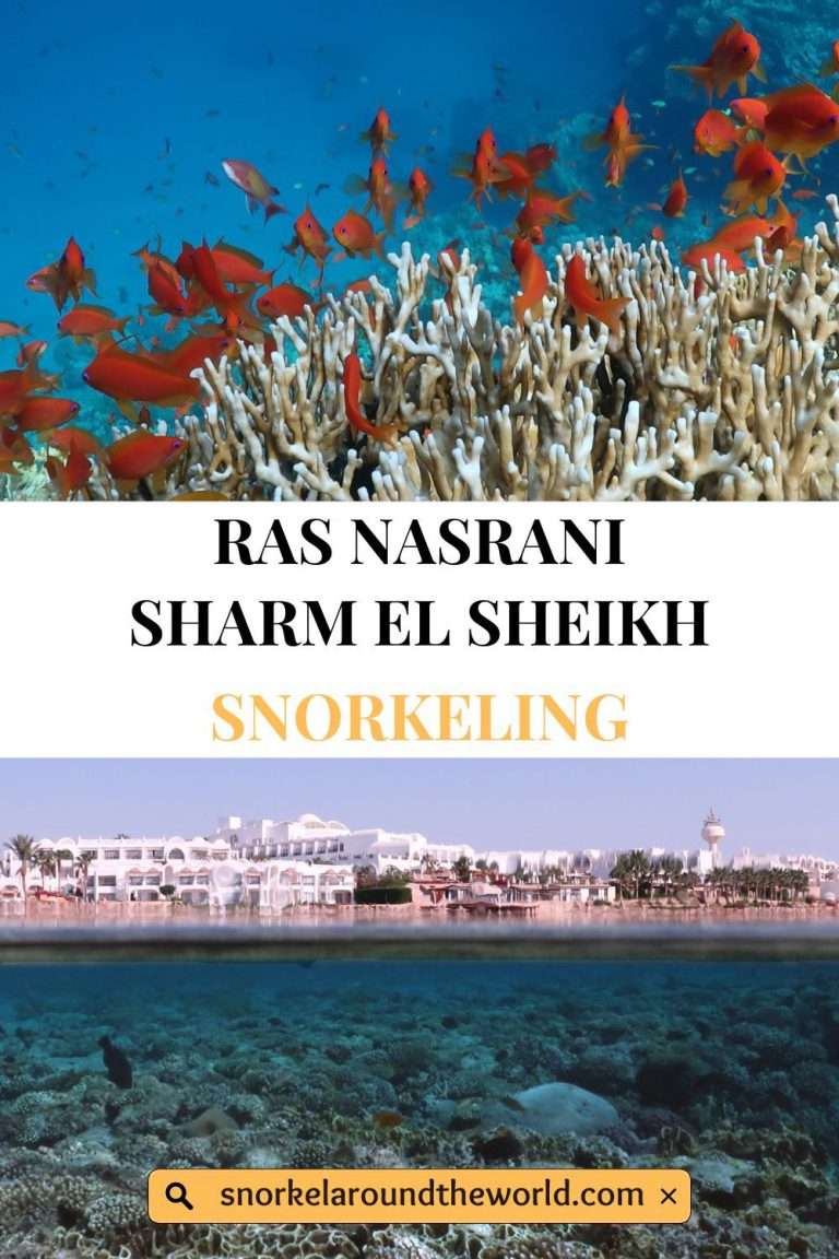 Ras Nasrani Snorkeling | Tips To Visit Al Montazah Sharm el Sheikh