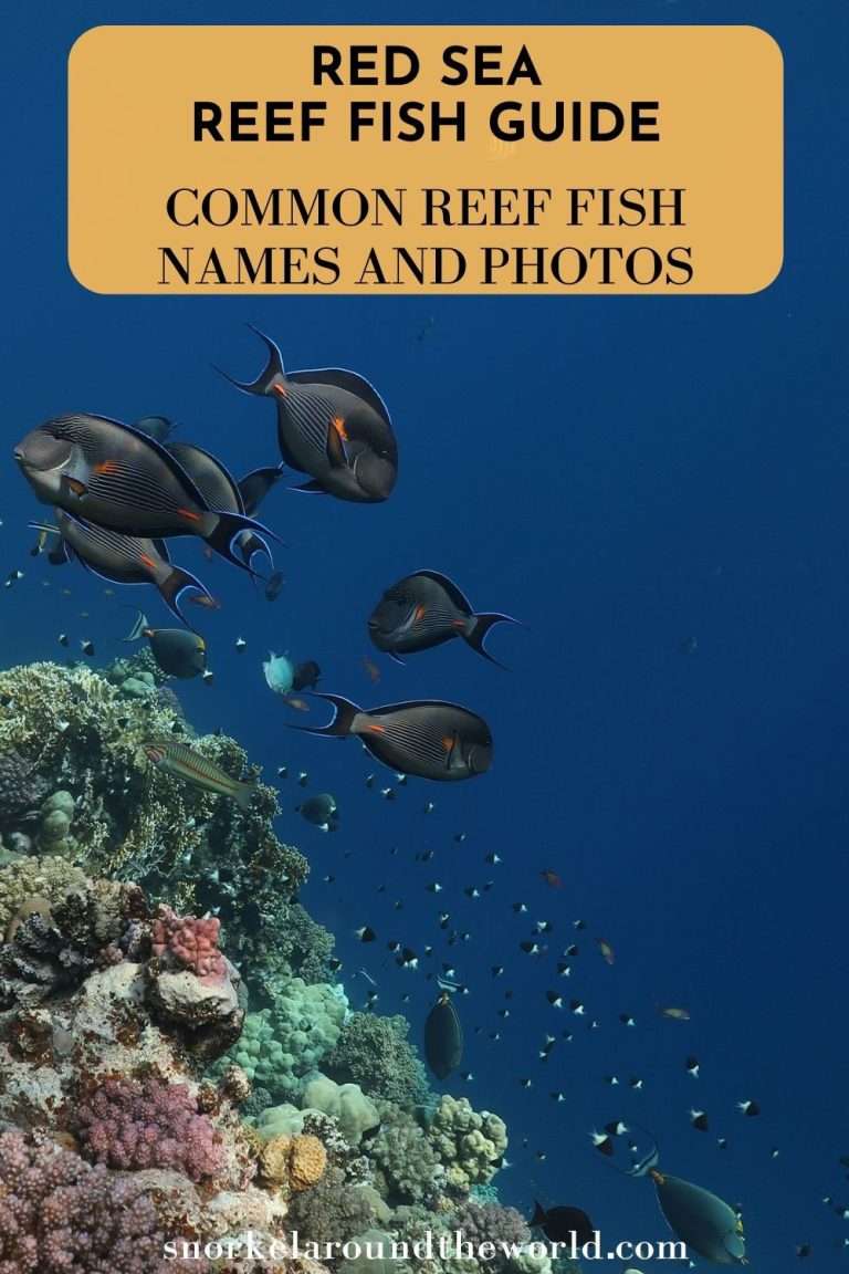 Red Sea Fish Guide With Photos - Most Common Species To See
