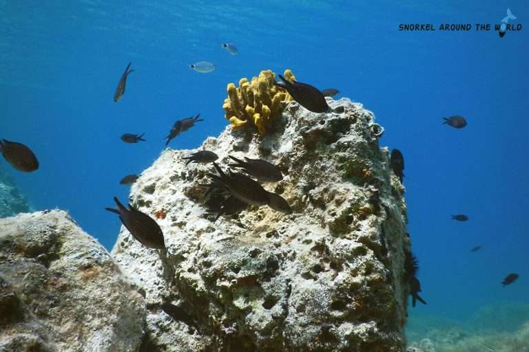Snorkeling in Croatia – 10 Best Places To Visit